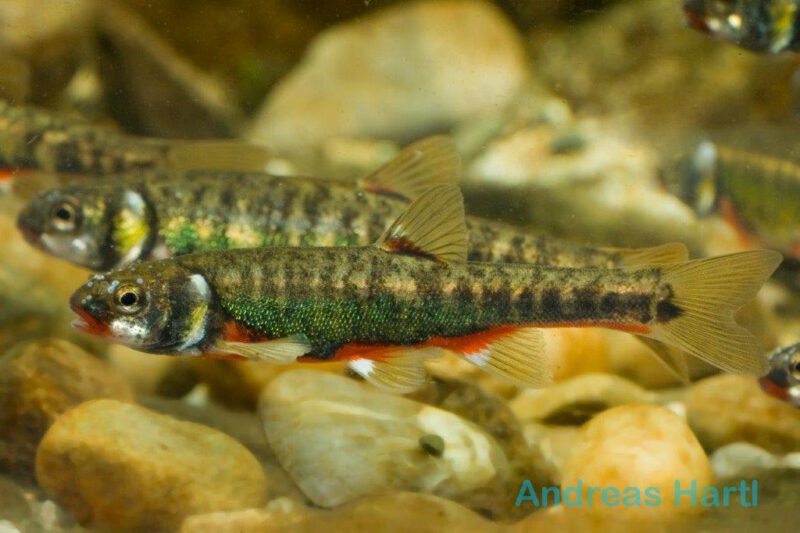 Fischlexikon